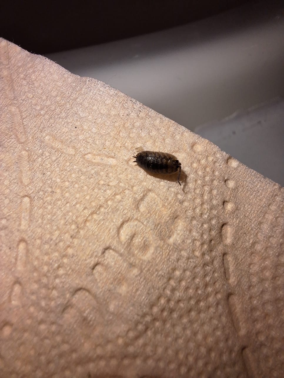 Aktualizace....Štěnice nebo stínka? - Modrý koník